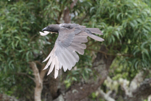 ʻAlalā - Maui Forest Bird Recovery Project
