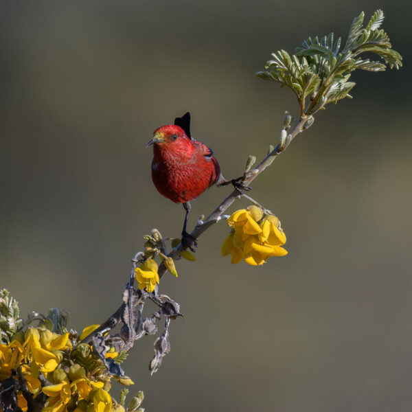 'Apapane - Maui Forest Bird Recovery Project