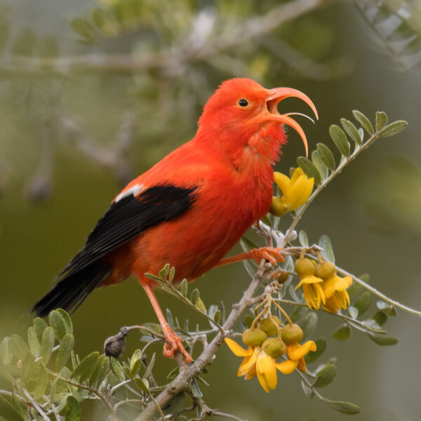 ʻIʻiwi - Maui Forest Bird Recovery Project